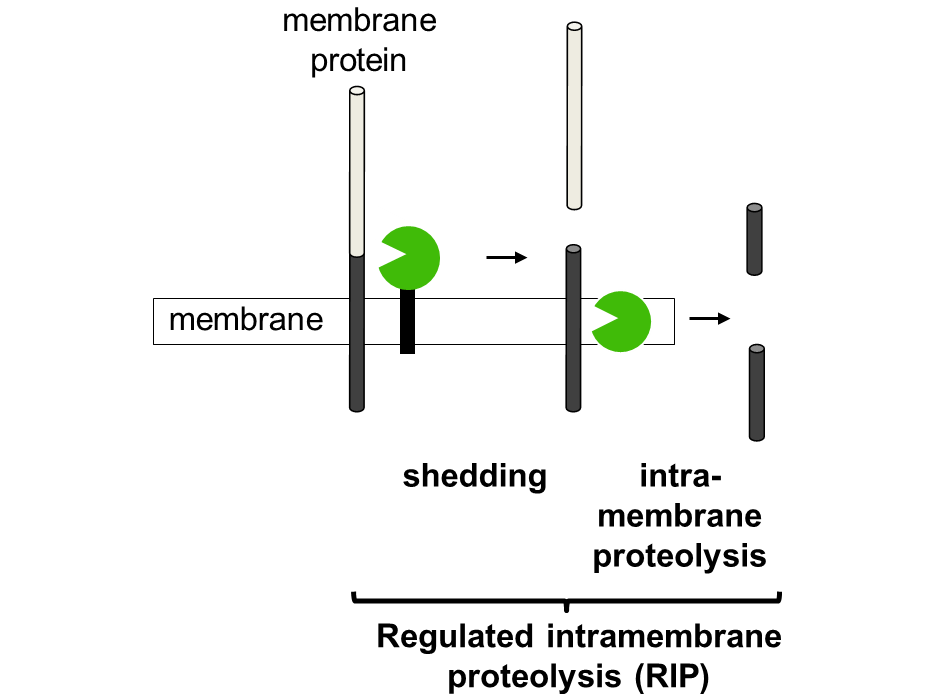 Research Focus - Ludwig-Maximilians-Universität, Chair of Metabolic ...