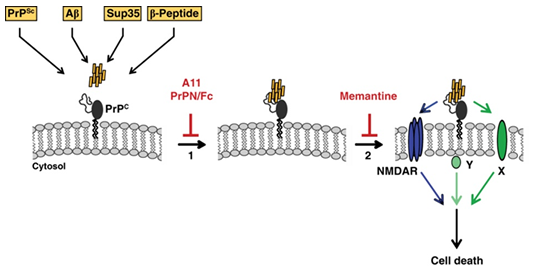 The cellular prion protein mediates neurotoxic signalling of β-sheet ...