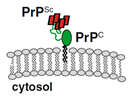 Neuroprotective and Neurotoxic Signaling by the Prion Protein - Ludwig ...