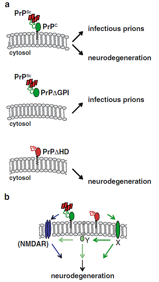 Neuroprotective and Neurotoxic Signaling by the Prion Protein - Ludwig ...